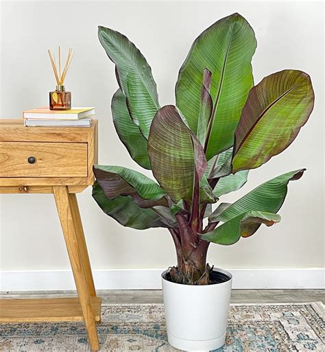 How To Grow Banana Plants At Home Tips And Tricks