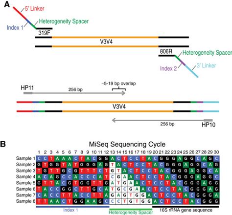 Dual Indexed 16S RRNA Gene PCR Amplification Strategy With