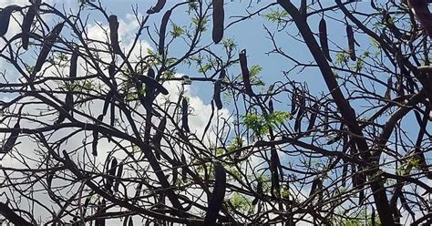 The Crying Tree Album On Imgur