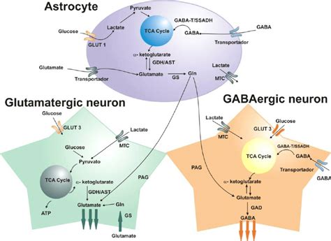 Gaba Glutamate Glutamine Cycle The Metabolic Processes Release And