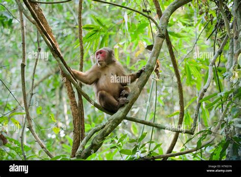 Stump Tailed Macaque Macaca Arctoides Male Gibbon Wildlife Sanctuary