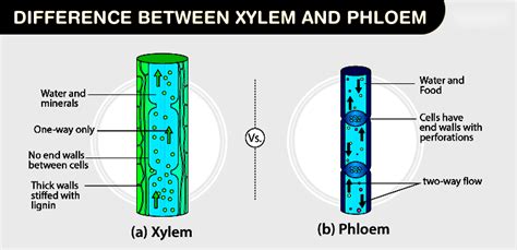 Difference Between Xylem And Phloem Detailed Comparison Testbook Com
