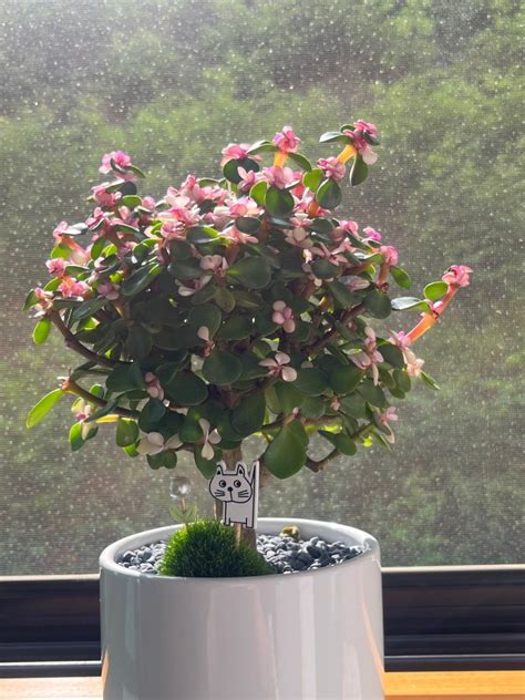 아악무 건강하게 키우는법 지식in