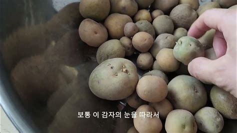 씨감자 싹 틔우기 내가 심은 감자 보관해서 씨 감자 만들기 Youtube