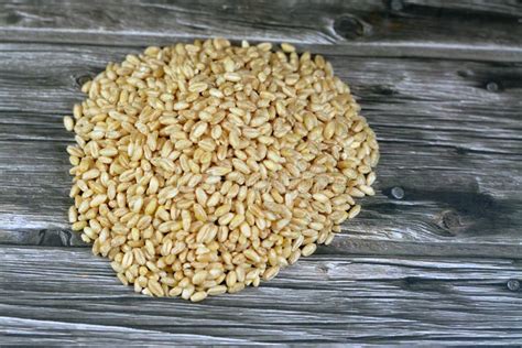 Cereal Grains Grass At Linda Gary Blog