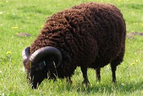 Sheep Album On Imgur