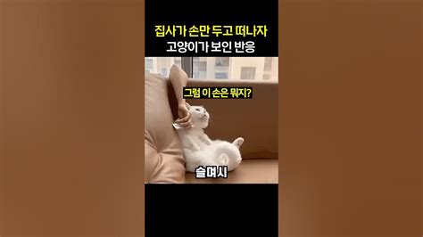 뭐 이런 경우가” 집사가 손만 두고 떠나자 고양이가 보인 반응 Youtube
