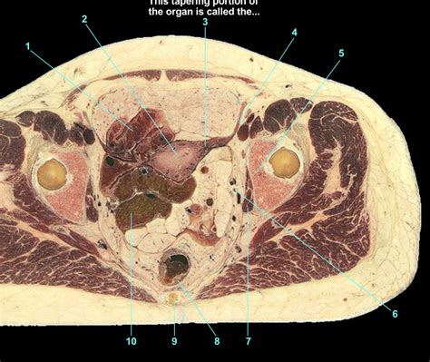 Cross Sectional Female 1 Diagram Quizlet