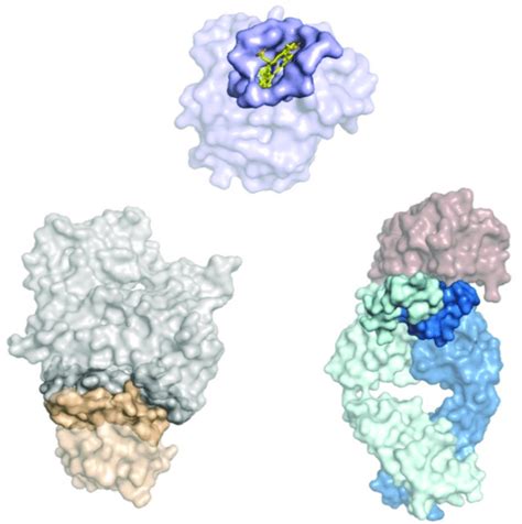 Protein Interfaces Surface Representation Binding Interfaces
