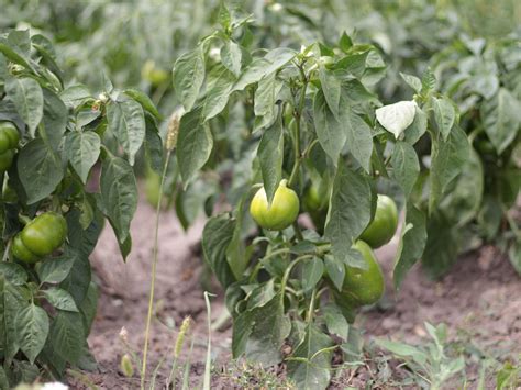 Перець виросте великий і смачний ось чим підгодувати в червні