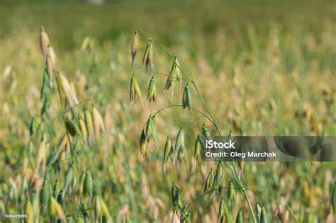 Avena Sativa 일반 귀리 오트밀과 압연 귀리로 인간의 소비를 위해 재배 된 시리얼 곡물 0명에 대한 스톡 사진 및 기타 이미지 Istock