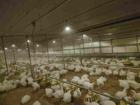 The Importance And Application Of Poultry Farm Lighting