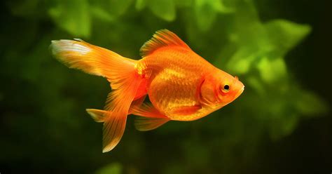 Goldfish Painting Acrylic Pe