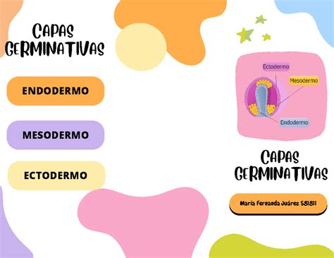 Capas Germintivas Capas Germinativas Capas Germinativas Endodermo Mesodermo Ectodermo María