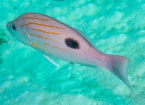 Categorylutjanus Indicus Wikimedia Commons