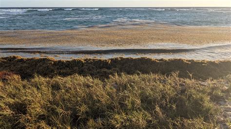 Massive Bloom Of Seaweed In Tropical Atlantic