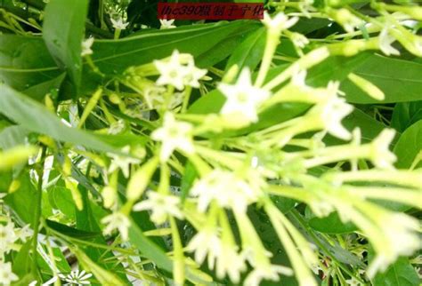 夜香花（夜来香）简介 夜香花（夜来香）图片集 植物大全 绿植迷
