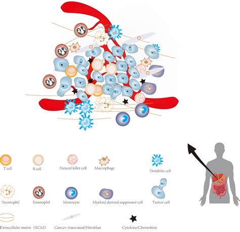 Tumor Microenvironment
