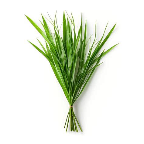 Premium Ai Image Kanlow Switchgrass Bright Green A Single Upright