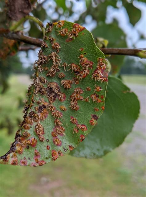 Pear Rust Oklahoma State University