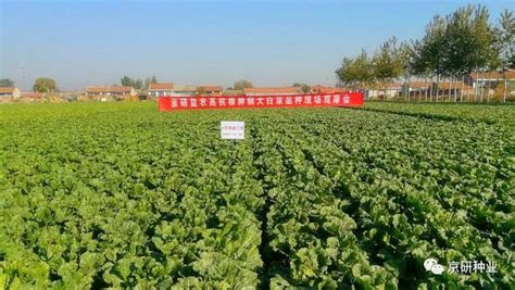 精品推荐根肿病的克星秋播耐贮运大白菜品种CR京秋新3号 搜狐大视野 搜狐新闻
