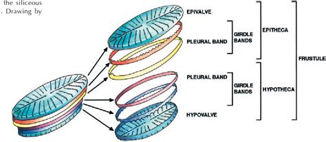 Diatom Cell Diagram