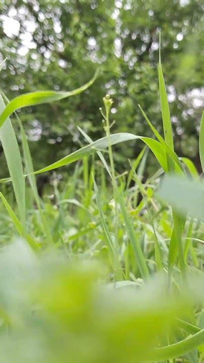 Tehran بوستان‌جوانمردان جوانمردان تهران Youtube