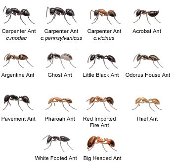 Different Types And Sizes Of Ants Ant Identification Guide Ant