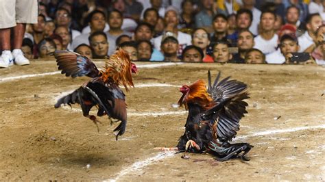 🔥 Free Download Cockfighting Thrives In Full Philippines Nikkei Asian