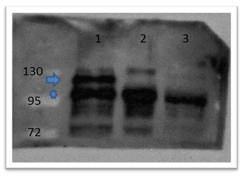 beta catenin polyclonal antibody 600 401 c68
