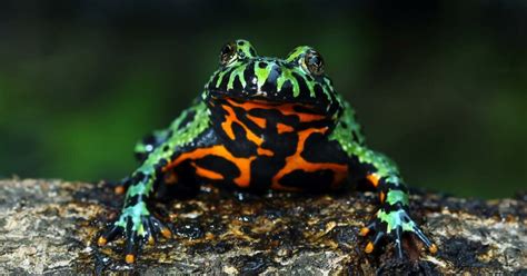 Order Up Oriental Fire Bellied Toad Taxonomy Quiz By Sparkblip