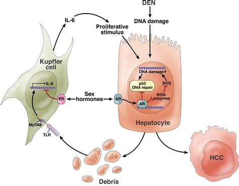 Androgen Receptor And Hepatocarcinogenesis What Do We Learn From Hcc