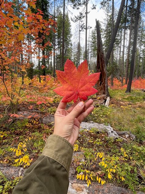 Ultimate Guide To Vanlife Buslife In The Cascade Loop Best Roadtrip In Washington State