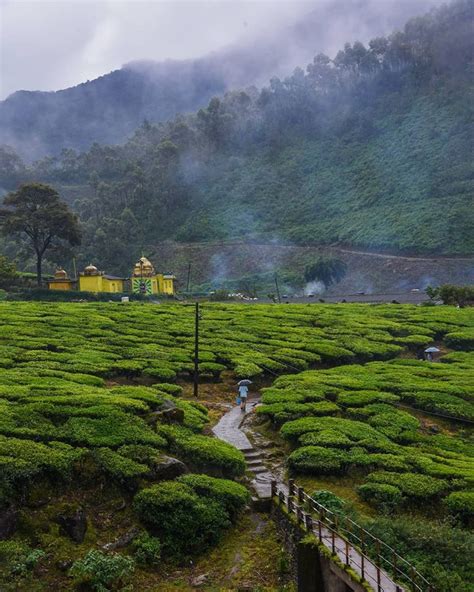 Kanan Devan Hills Plantations Tea Namaste India Trip