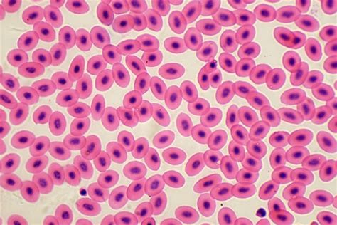 How To Optimize Nuclei Extraction And Counting For Single Cell Sequencing