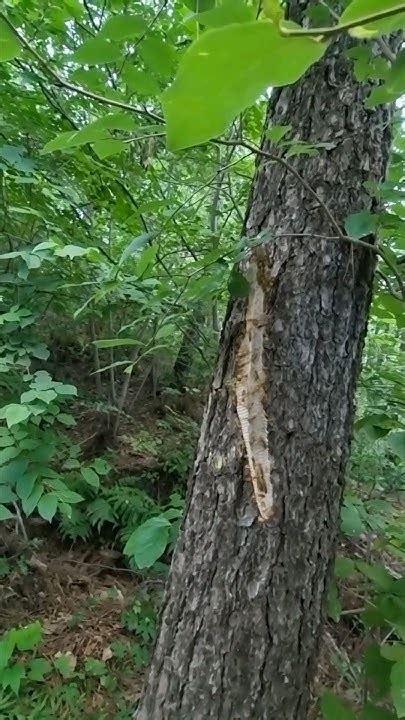 나뭇가지에 걸린 벌집은 처음 Shorts Nature 등산 산벌집 Youtube