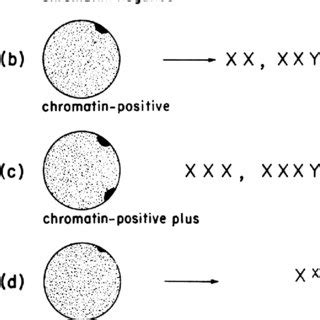 PDF Diagnosing Sex Chromatin