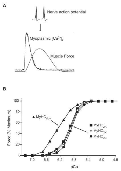 Systems Biology Of Skeletal Muscle Fiber Type As An Organizing Principle PMC
