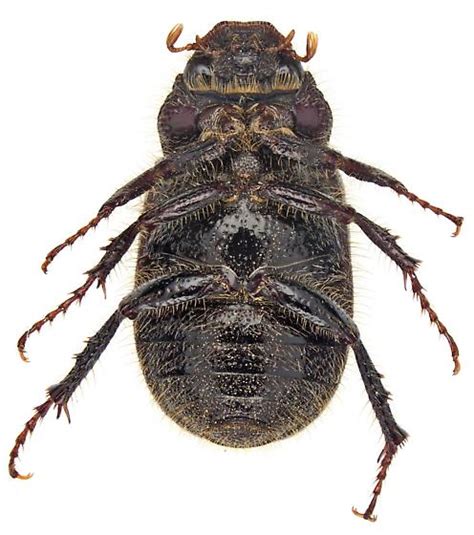 Diplotaxis Diplotaxis Bugguidenet