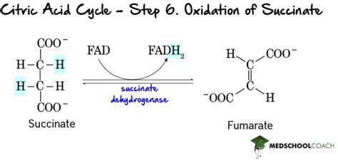 The Krebs Cycle Mcat Biochemistry Medschoolcoach