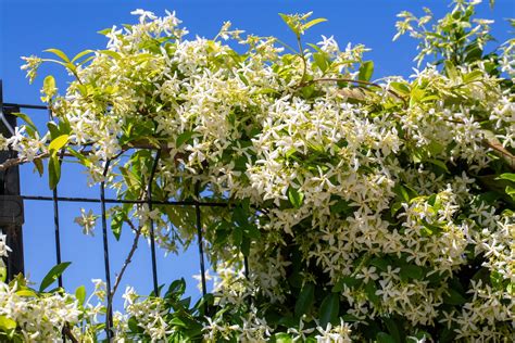 Climbing Jasmine Varieties