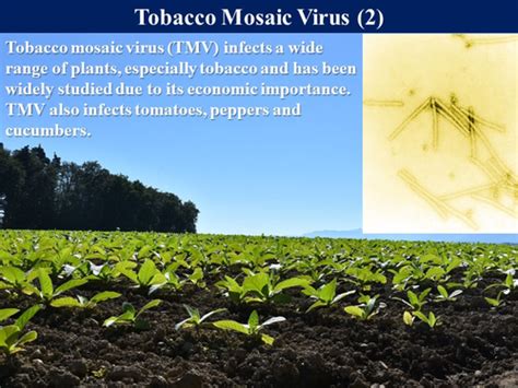 Bio6 3 O Communicable Disease 2 Examples Teaching Resources