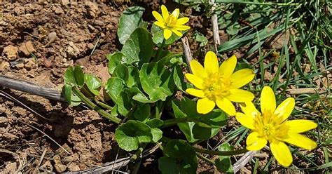 Unknown Flower Zone 8b Album On Imgur