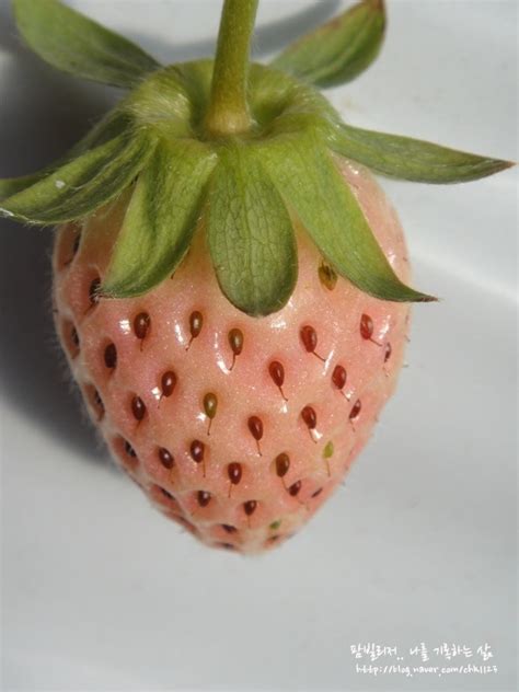 딸기 계절 사진으로 보는 딸기 성장 과정 네이버 블로그