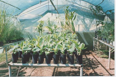Propagation Of Bananas Agriculture And Food