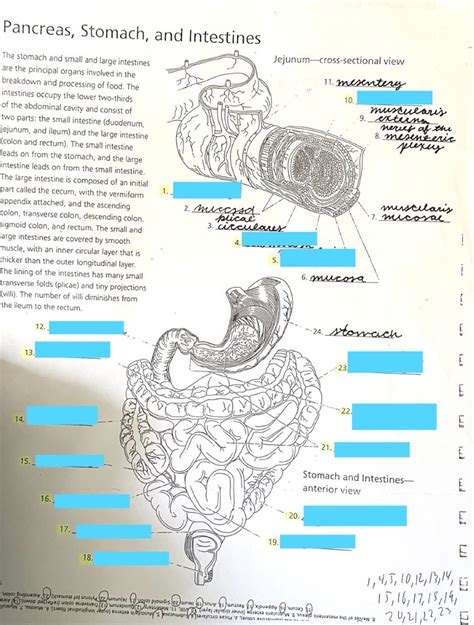 Digestive System Diagram 2 Diagram Quizlet