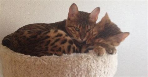 Kittys Doing A Snuggle Album On Imgur