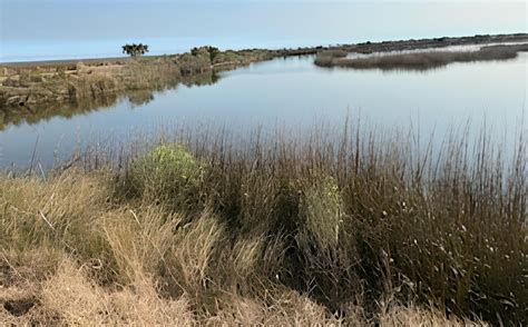 Usda Easement Program Phase I And Ii Esas Batta Environmental