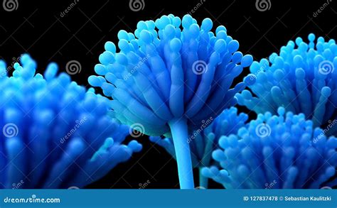 Aspergillus Mold Stock Illustration Illustration Of Allergic 127837478