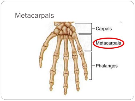 Ppt All About Bones Powerpoint Presentation Free Download Id 2109905